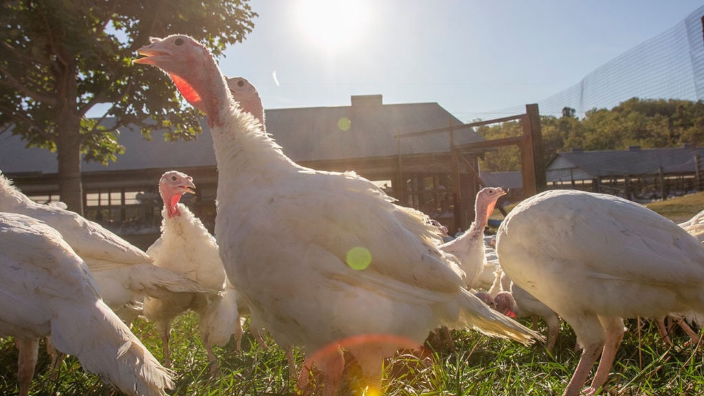 Turkey Farming, A Family Affair - Just Cook by ButcherBox