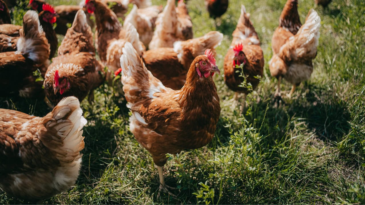 Ethically Sourced Meat Benefits | Blog | ButcherBox